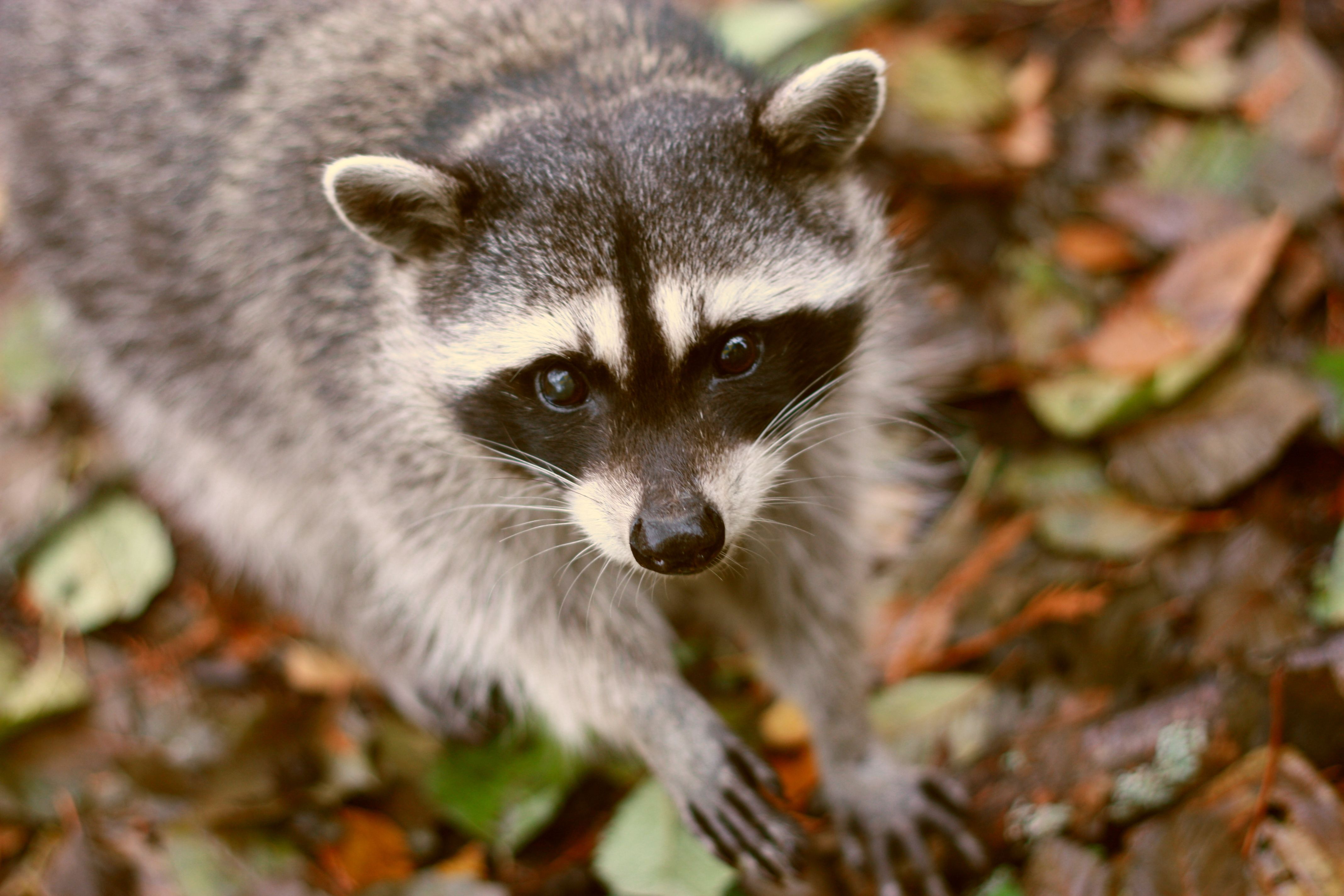 4k Raccoon Wallpapers - Wallpaper Cave