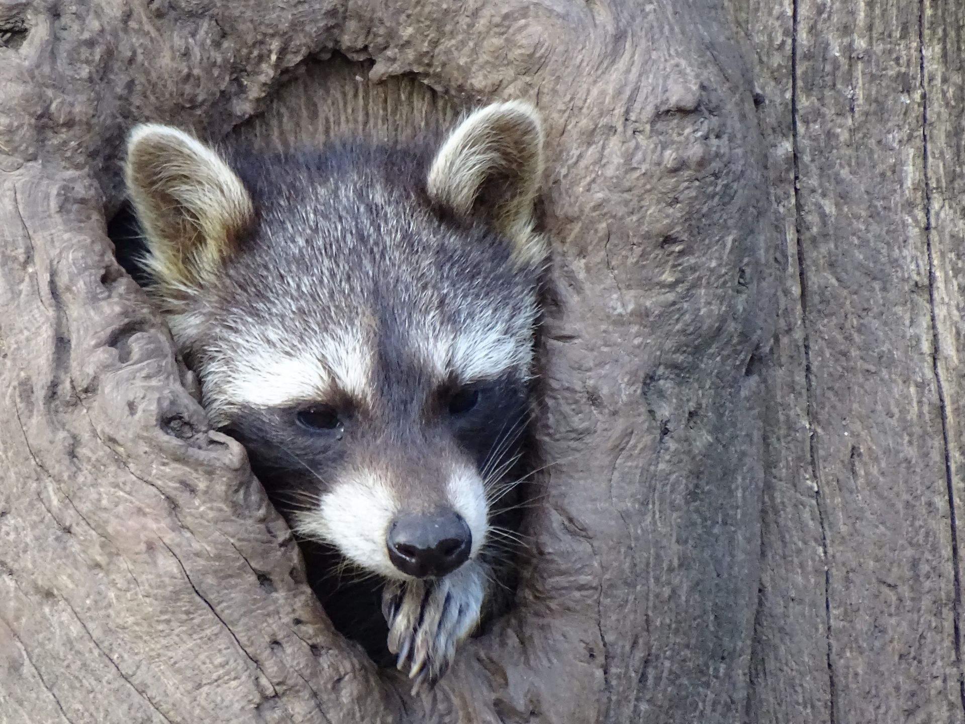 4k Raccoon Wallpapers - Wallpaper Cave