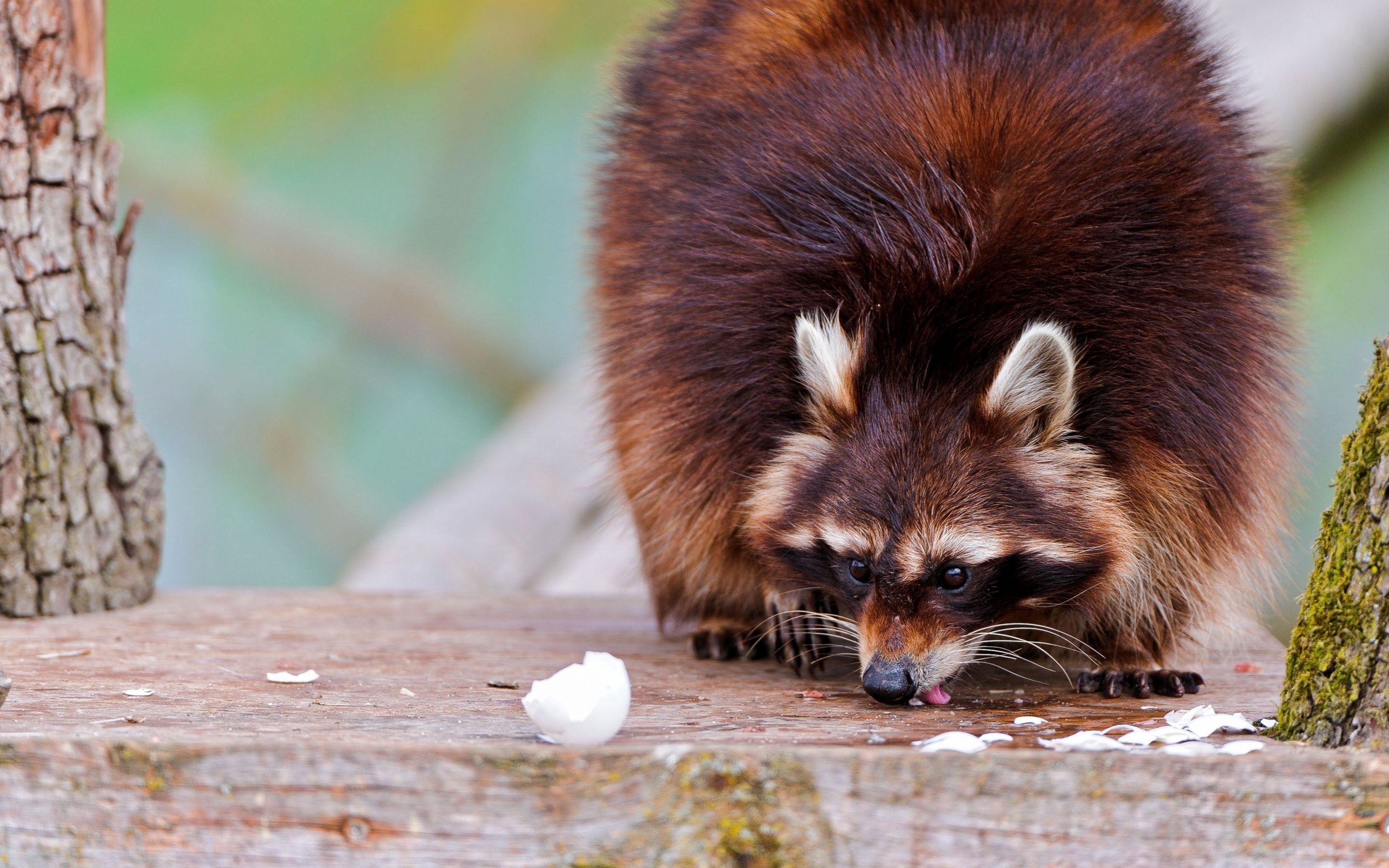 4k Raccoon Wallpapers - Wallpaper Cave