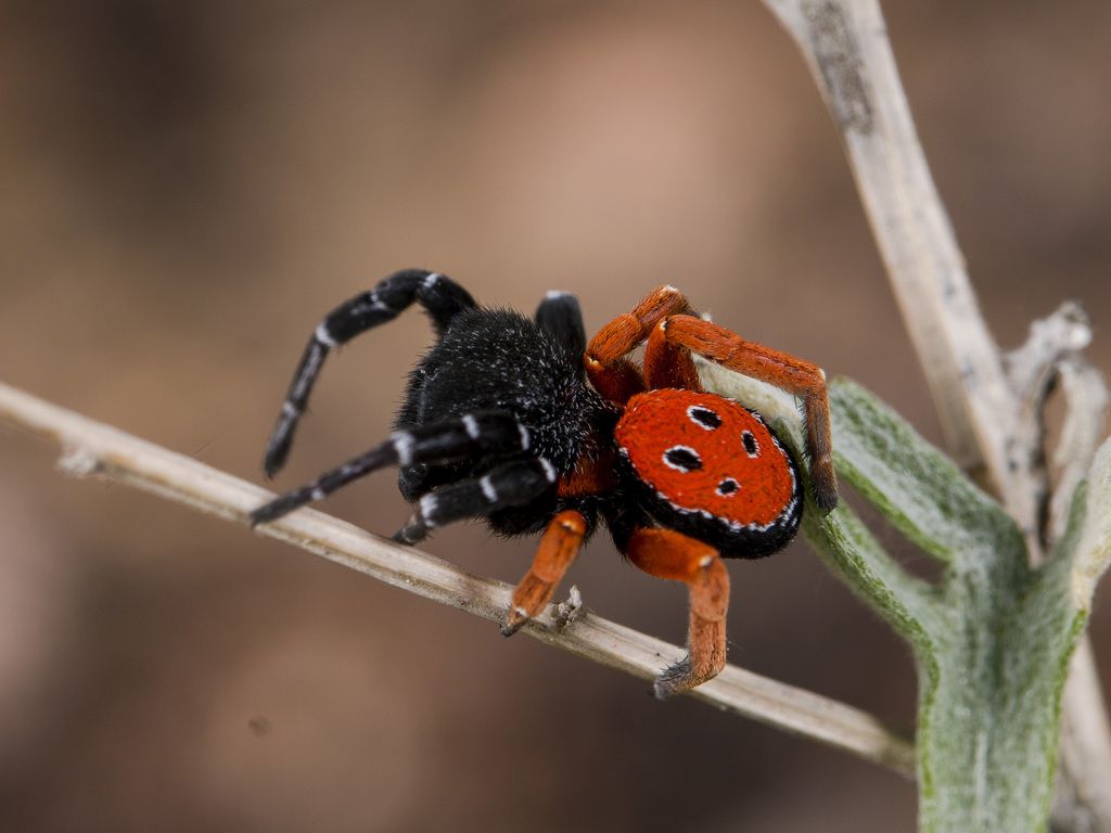 Ladybird Spider Wallpapers - Wallpaper Cave