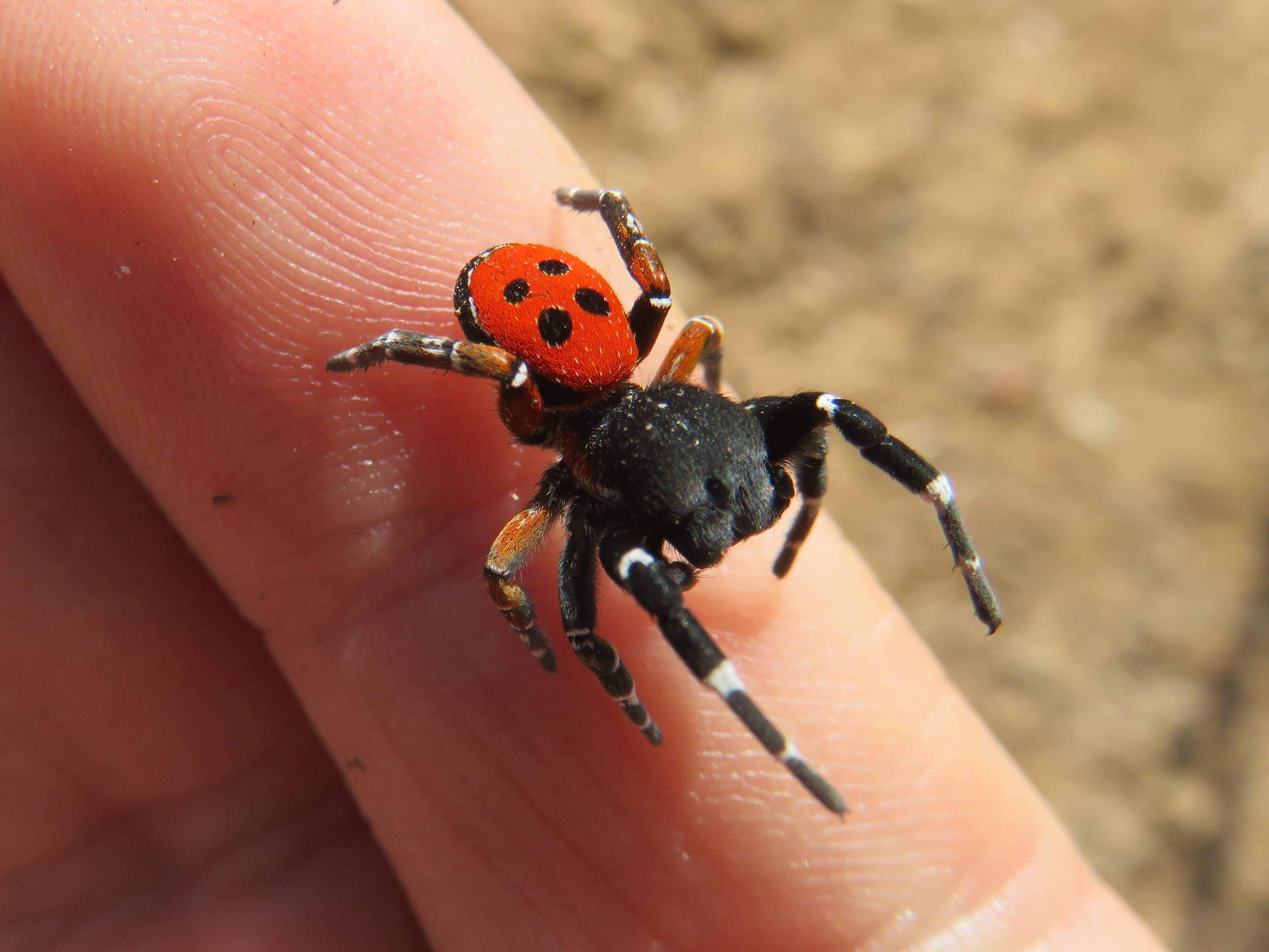 Ladybird Spider Wallpapers - Wallpaper Cave