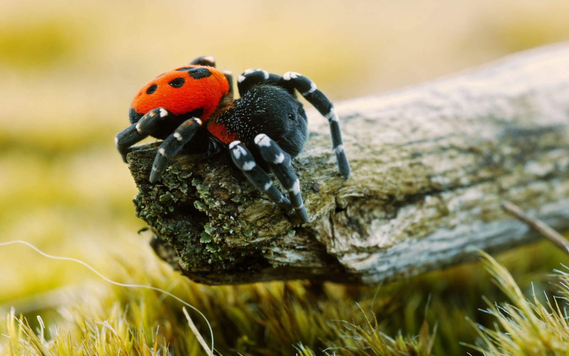 Ladybird Spider Wallpapers - Wallpaper Cave