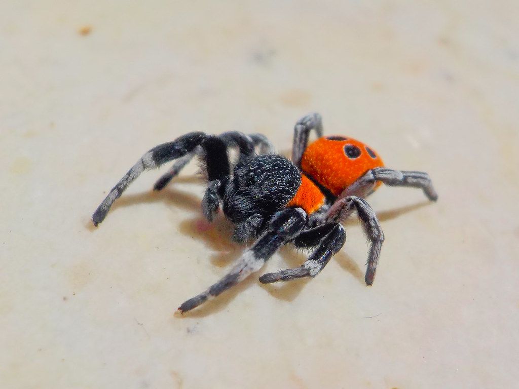 Ladybird Spider Wallpapers - Wallpaper Cave