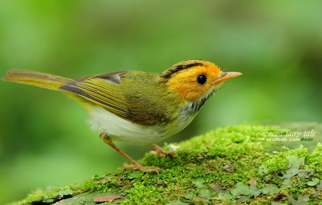 Spring Forest Bird Wallpapers - Wallpaper Cave