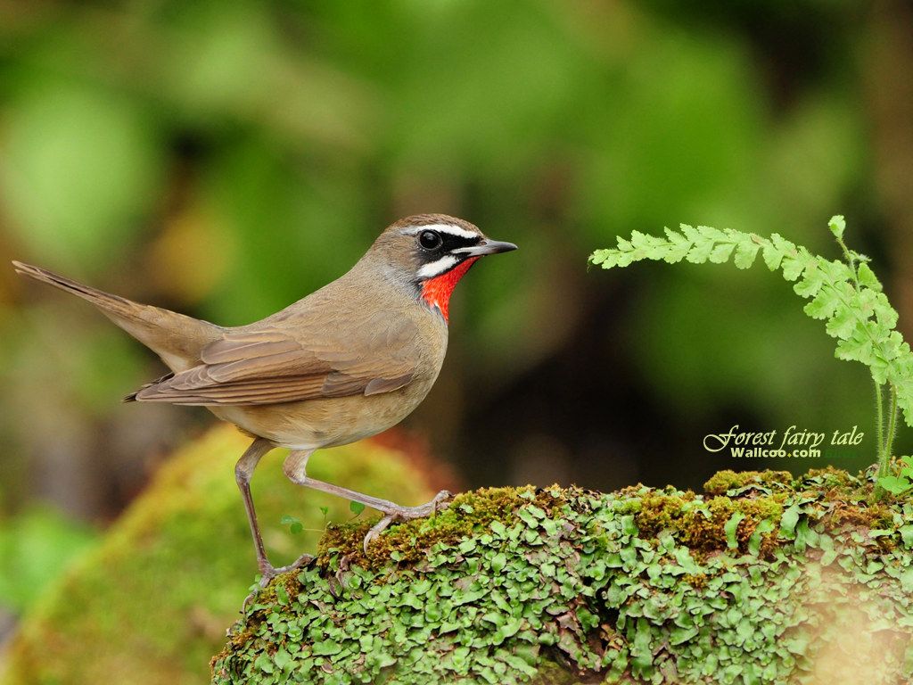 Spring Forest Bird Wallpapers - Wallpaper Cave