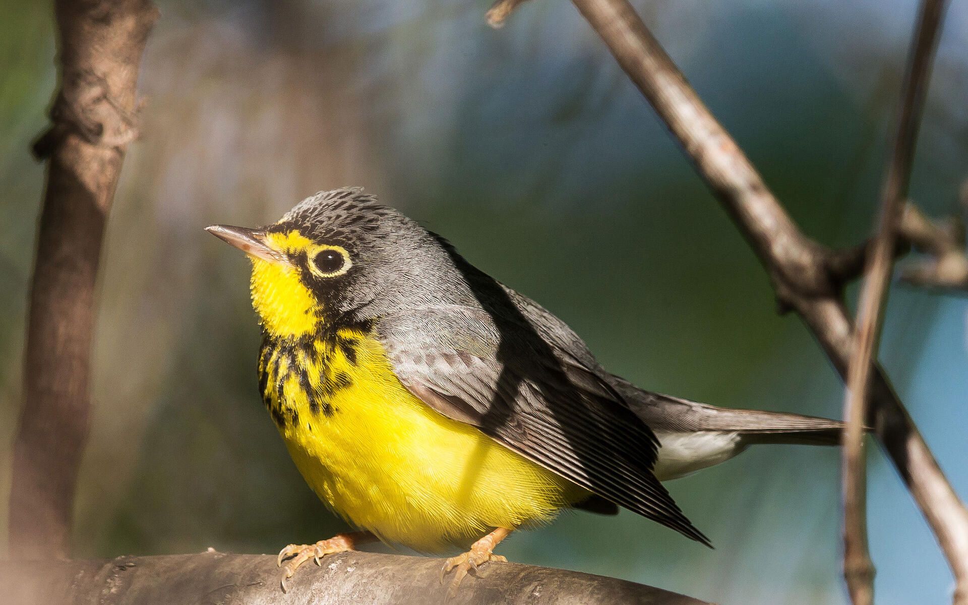Spring Forest Bird Wallpapers - Wallpaper Cave