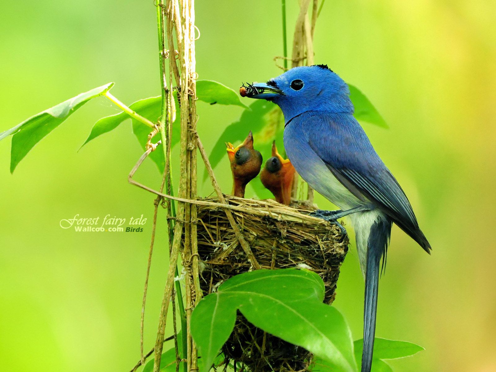 Spring Forest Bird Wallpapers - Wallpaper Cave