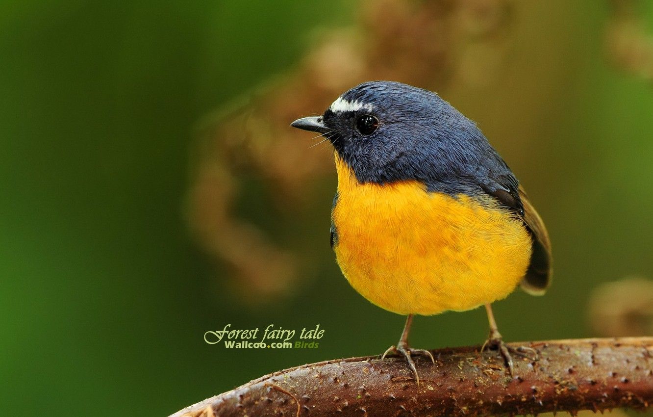 Spring Forest Bird Wallpapers - Wallpaper Cave