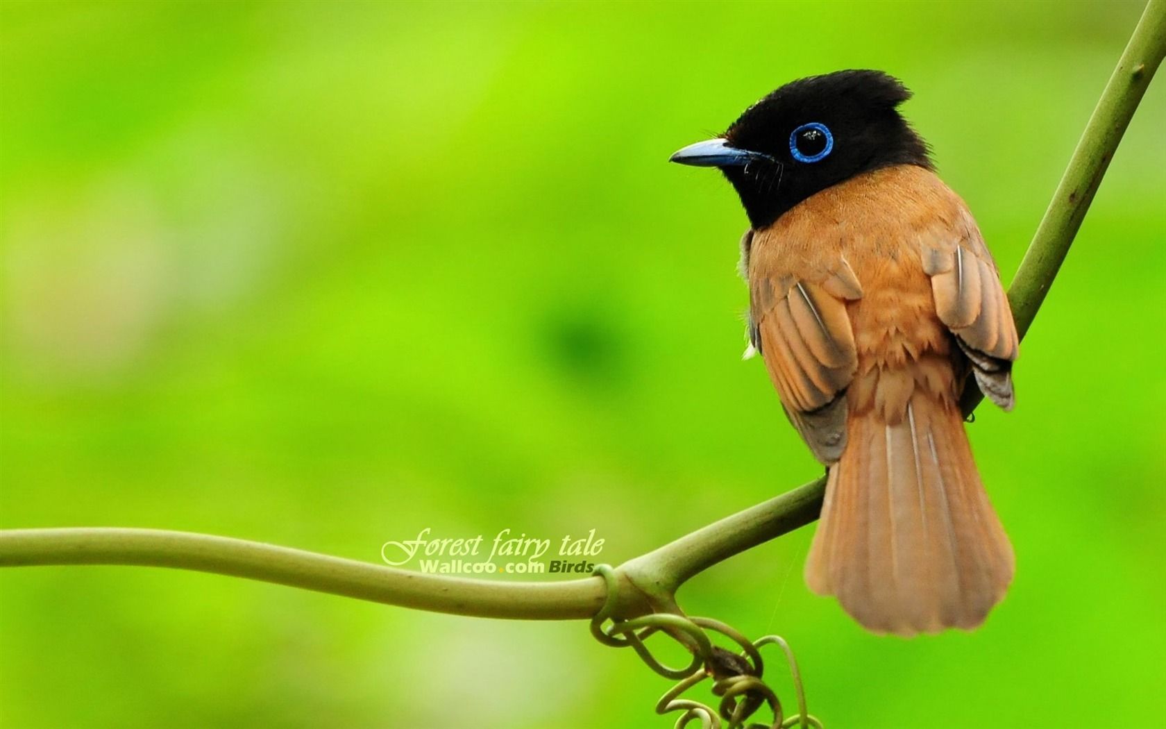 Spring Forest Bird Wallpapers - Wallpaper Cave