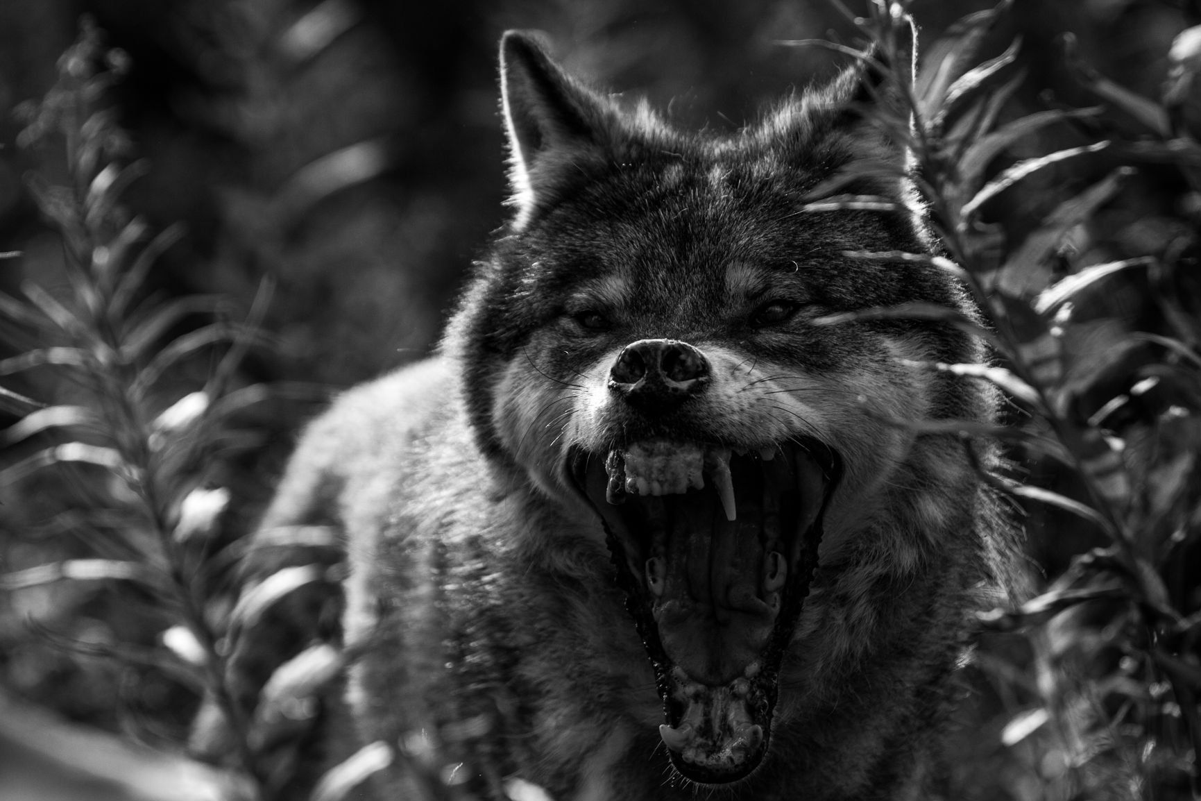 Evil Dogs Wallpapers - Wallpaper Cave