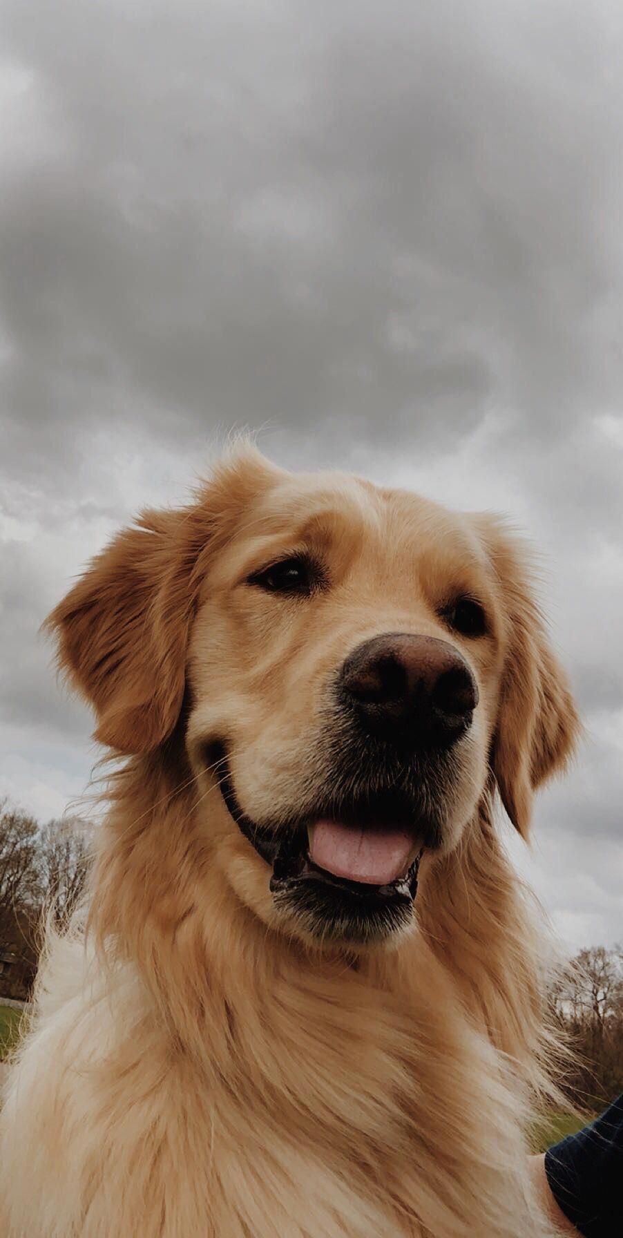 Summertime Dogs Wallpapers - Wallpaper Cave