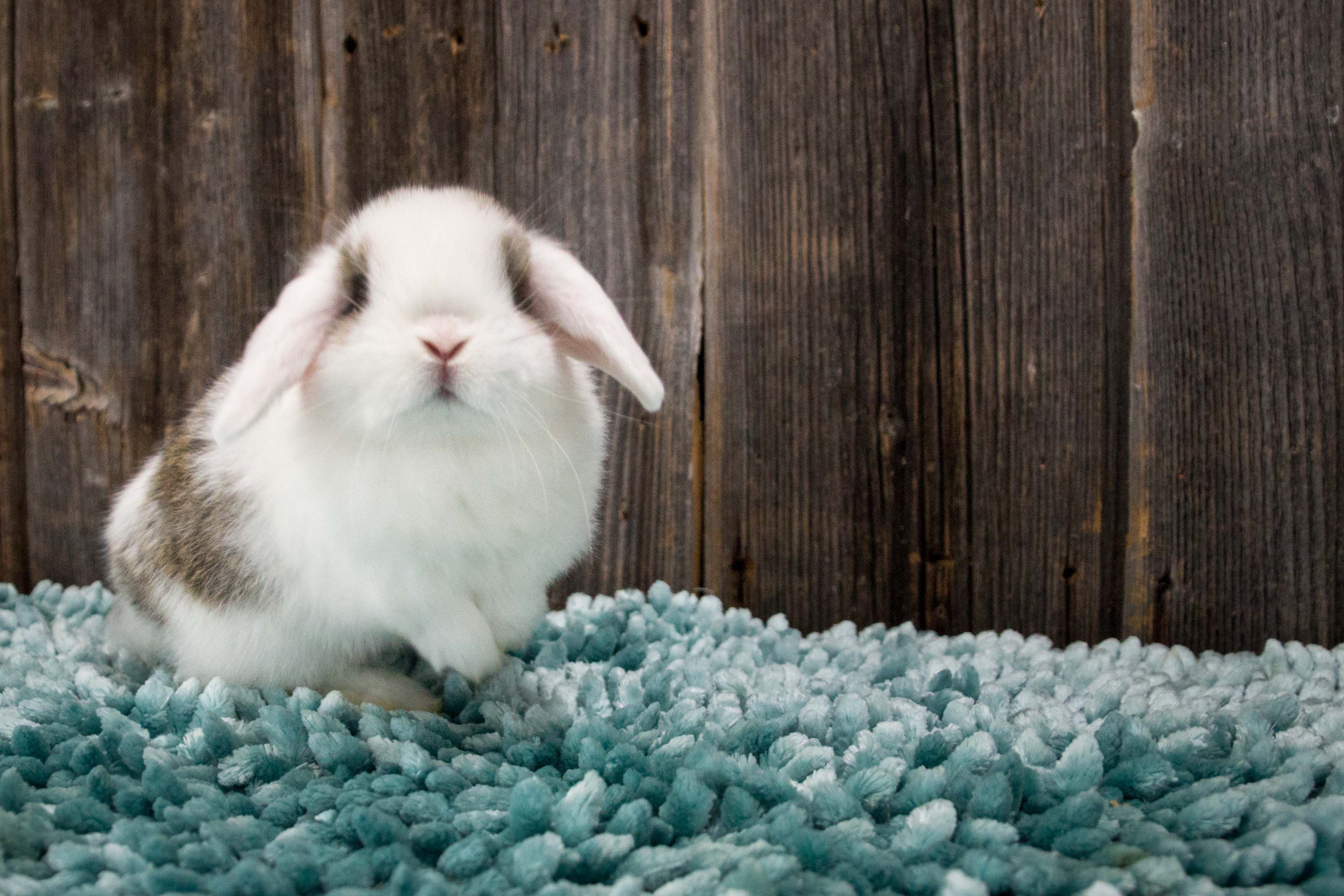 Holland Lop Wallpapers - Wallpaper Cave