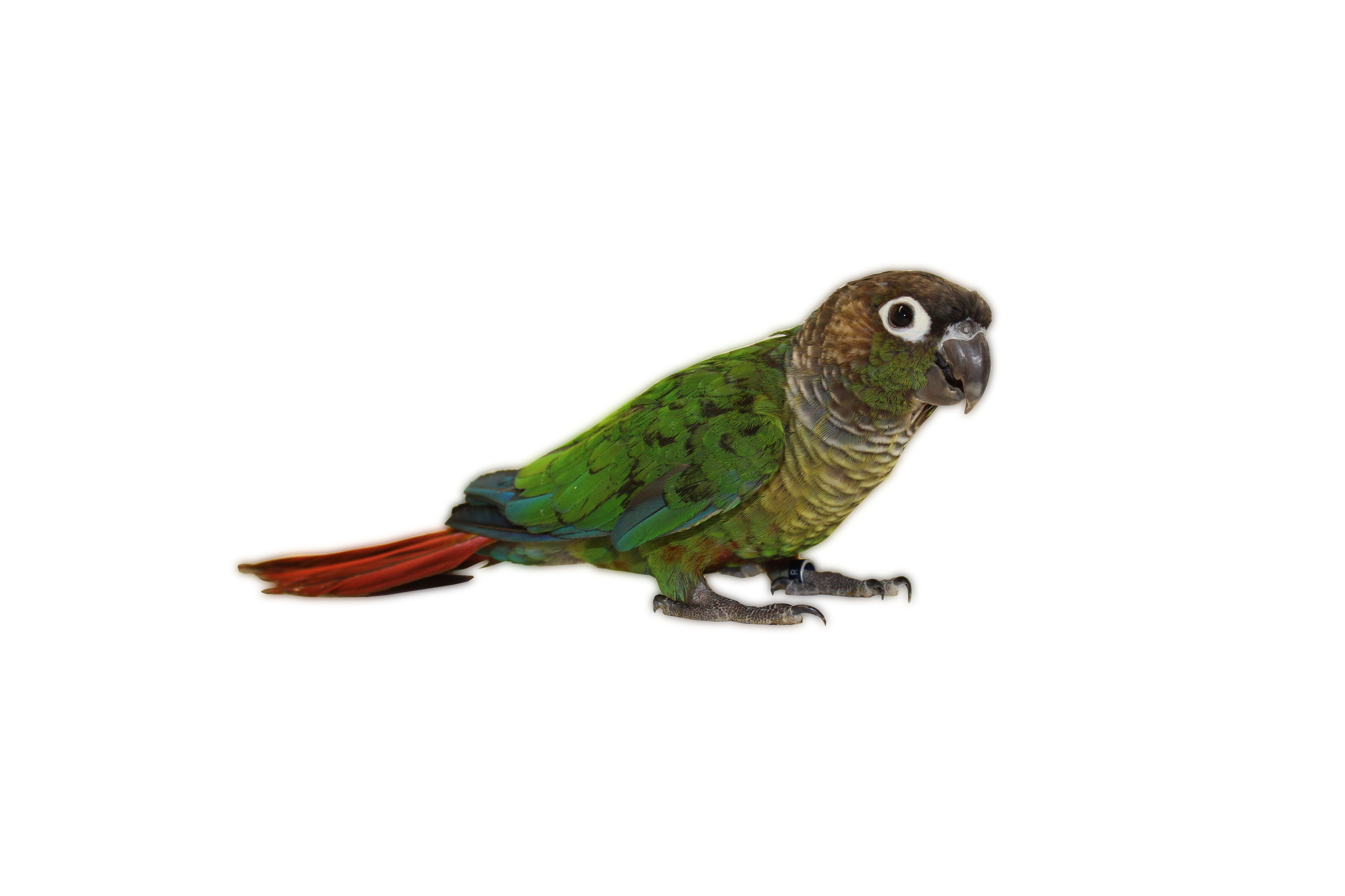 Green-cheeked Conures Wallpapers - Wallpaper Cave