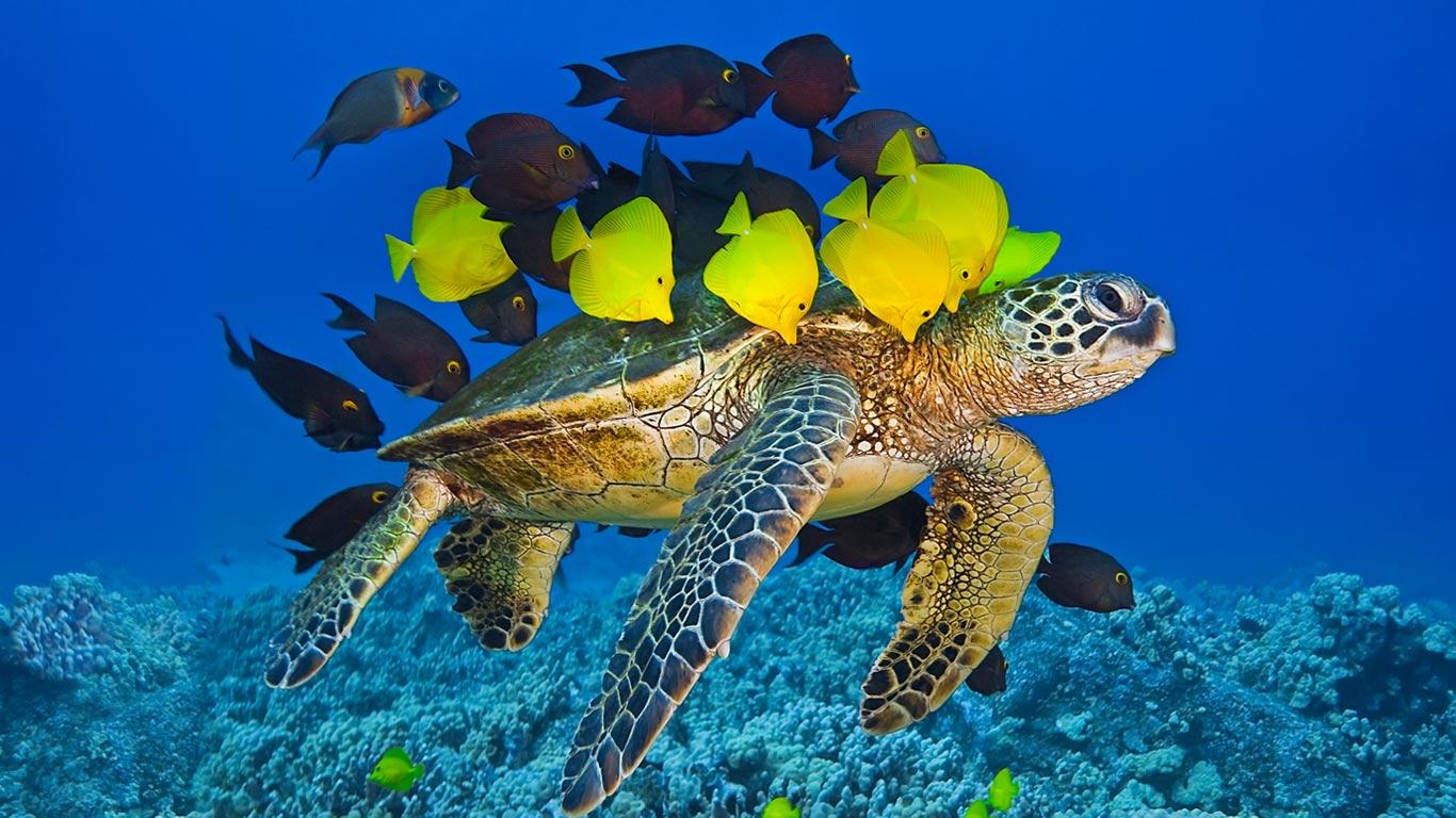 Sea Turtle PC Wallpapers - Wallpaper Cave