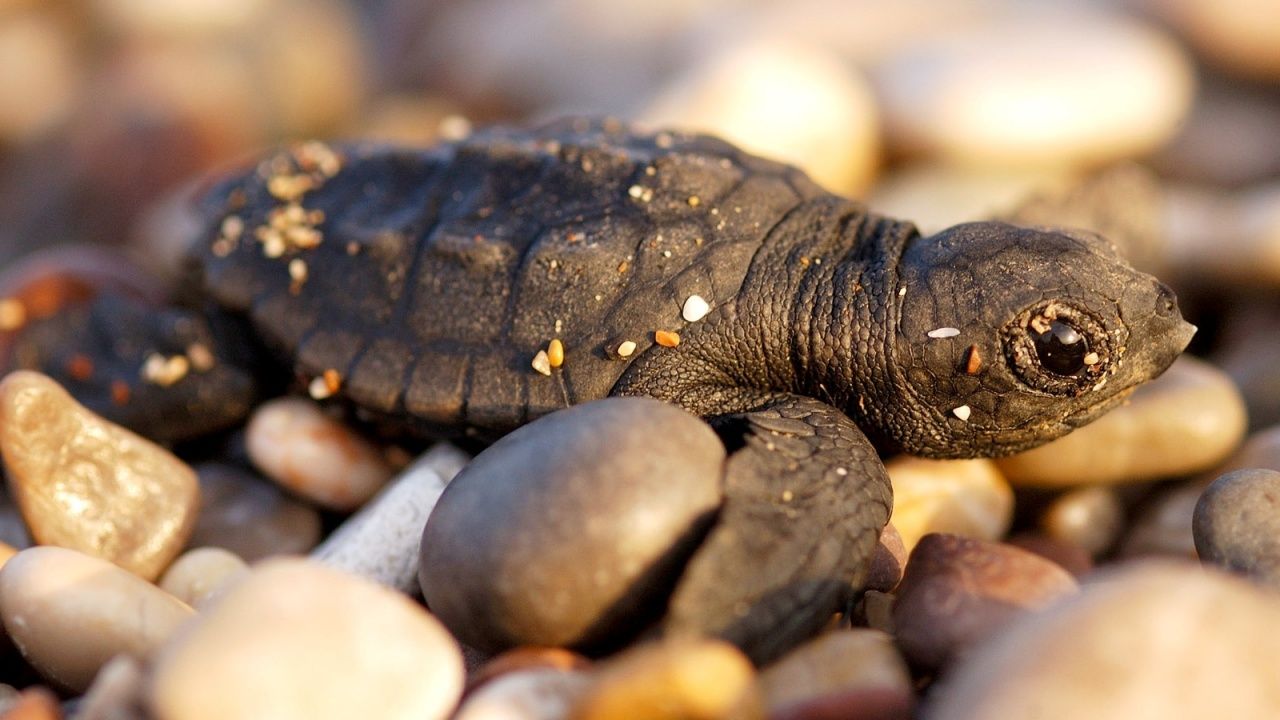 Loggerhead Sea Turtle Wallpapers - Wallpaper Cave
