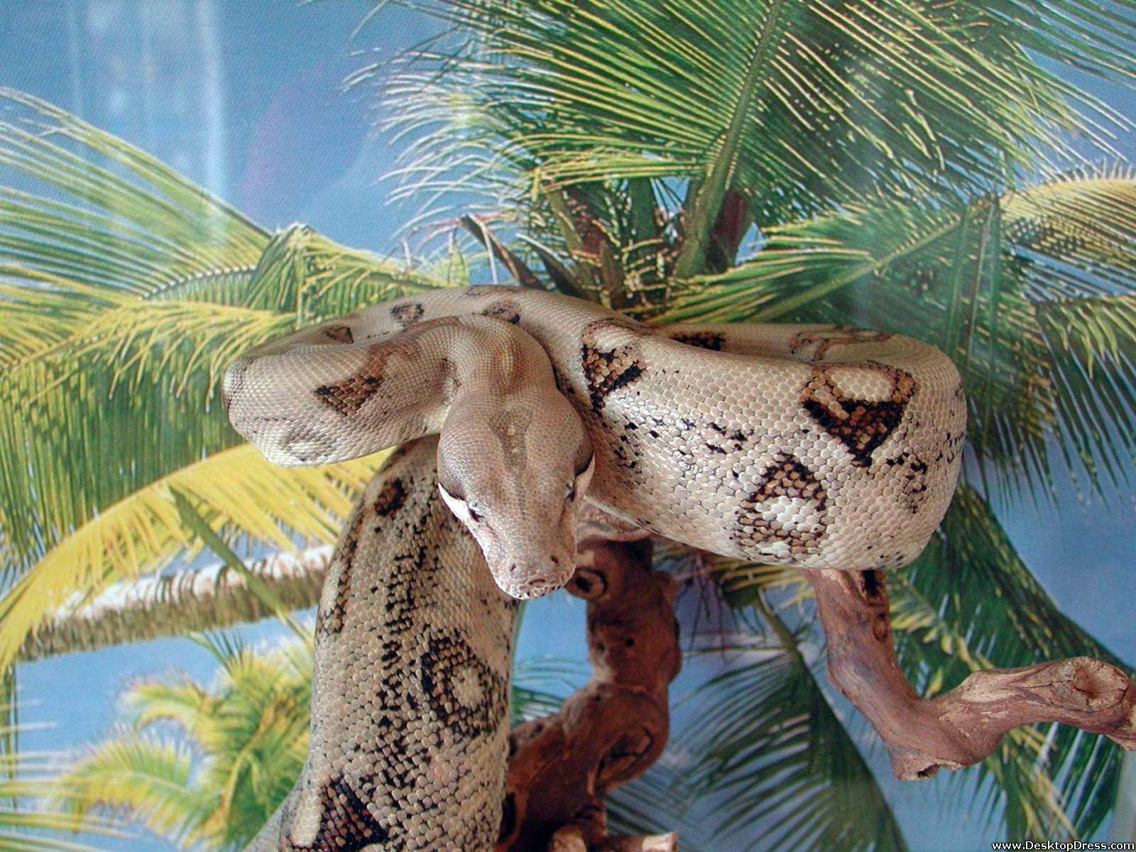 Big Snake Wallpapers - Wallpaper Cave