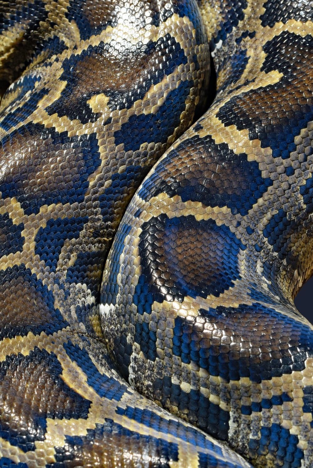 Big Snake Wallpapers - Wallpaper Cave