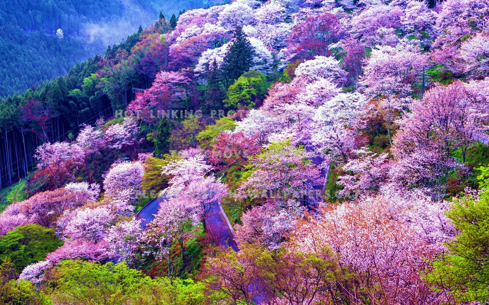 Japan Spring Desktop Wallpapers - Wallpaper Cave