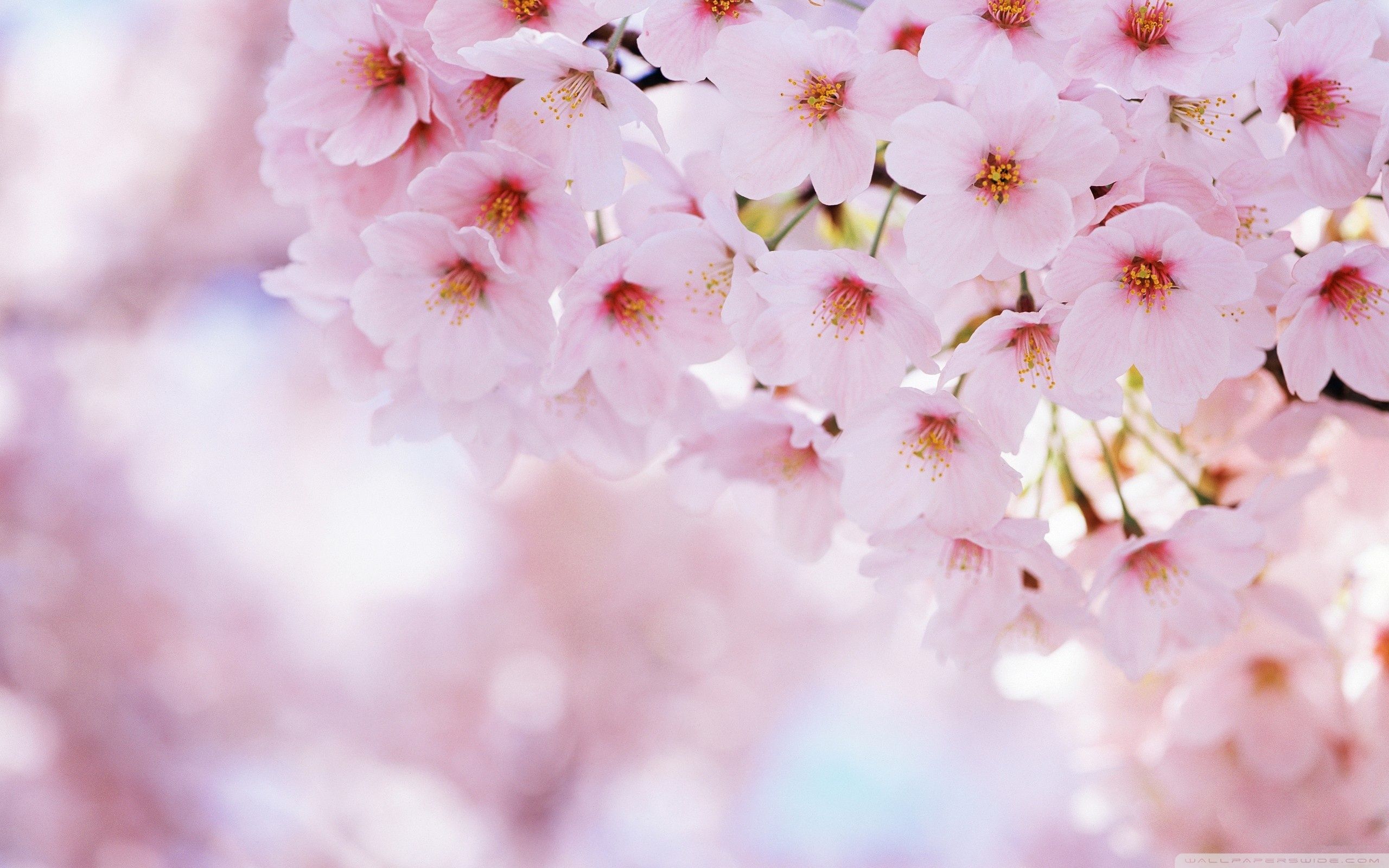 Winter Pink Tree Wallpapers - Wallpaper Cave