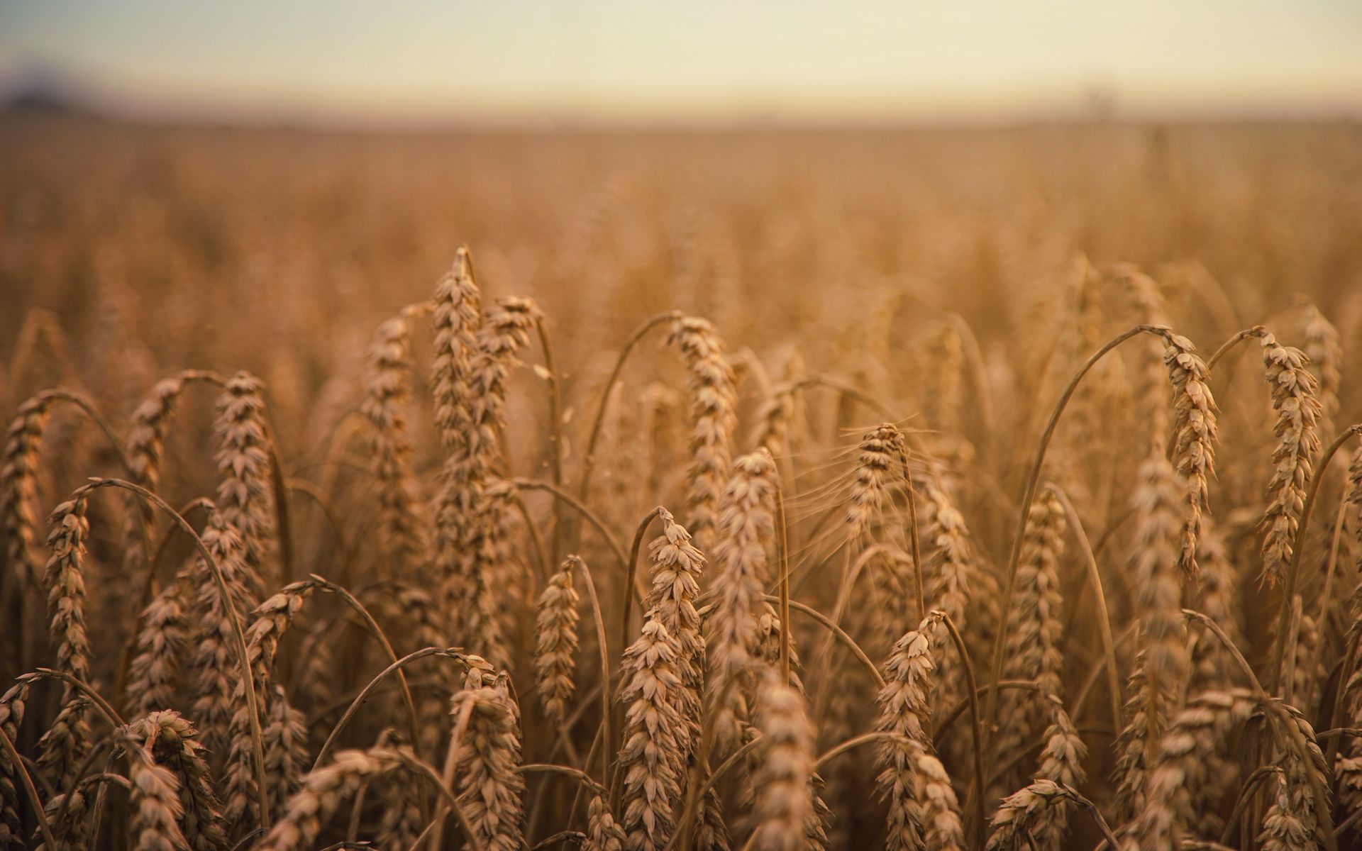 Cornfield Wallpapers - Wallpaper Cave