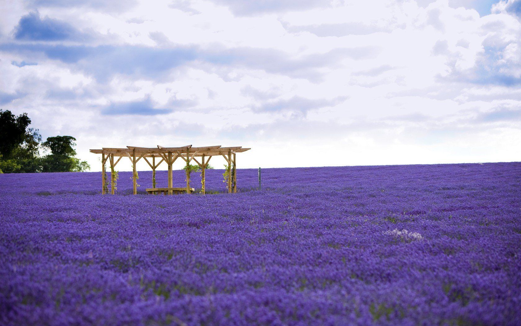 Purple Shade Wallpapers - Wallpaper Cave