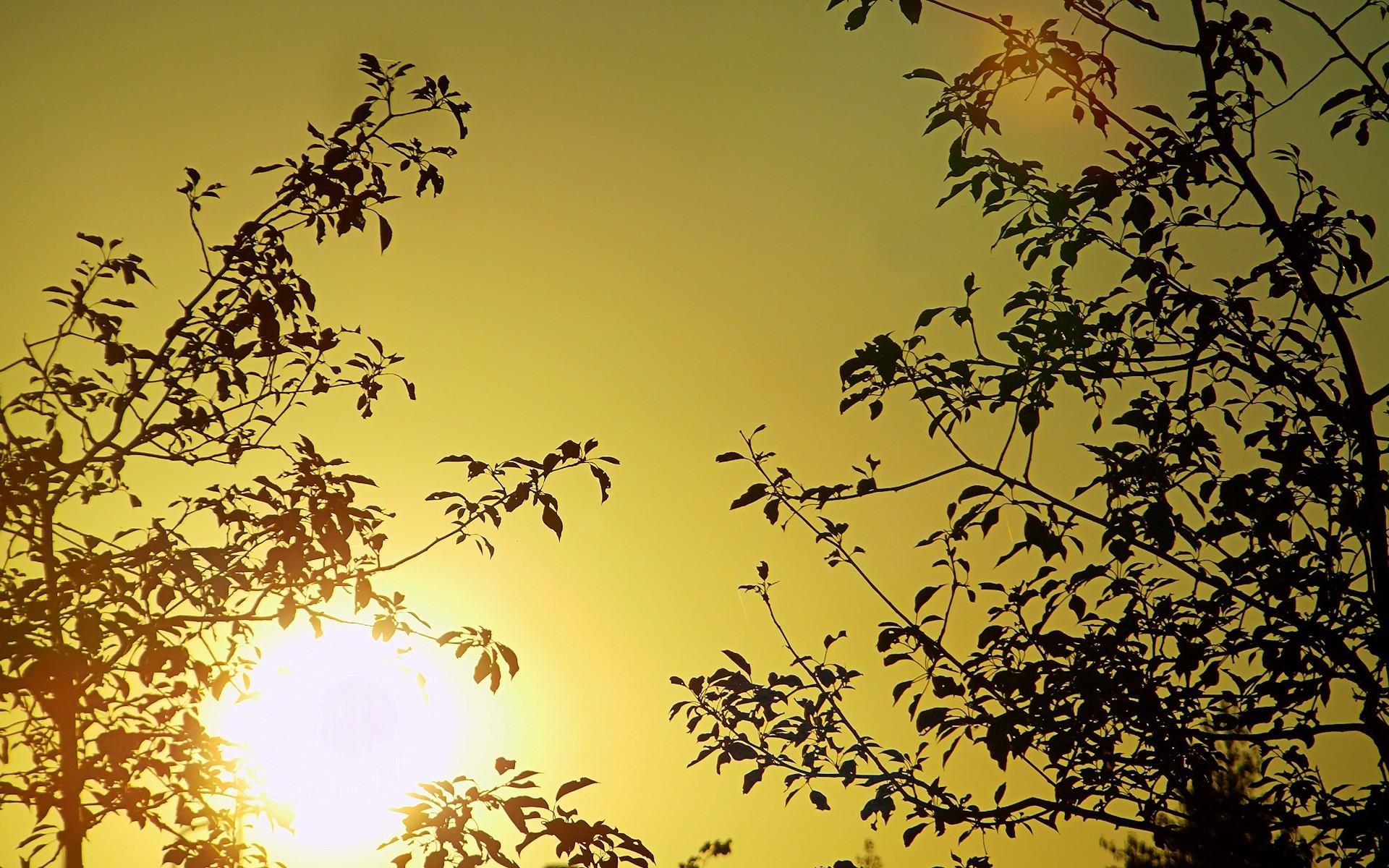 Summer Colorful Tree Wallpapers - Wallpaper Cave