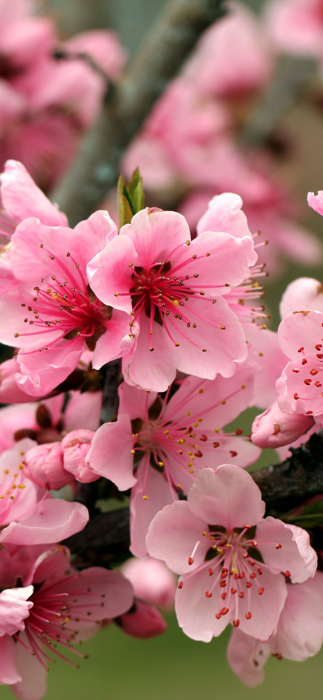 Bright Spring Flower Wallpapers - Wallpaper Cave