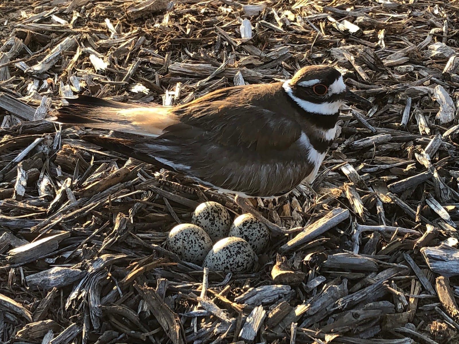 Killdeer Eggs Wallpapers - Wallpaper Cave