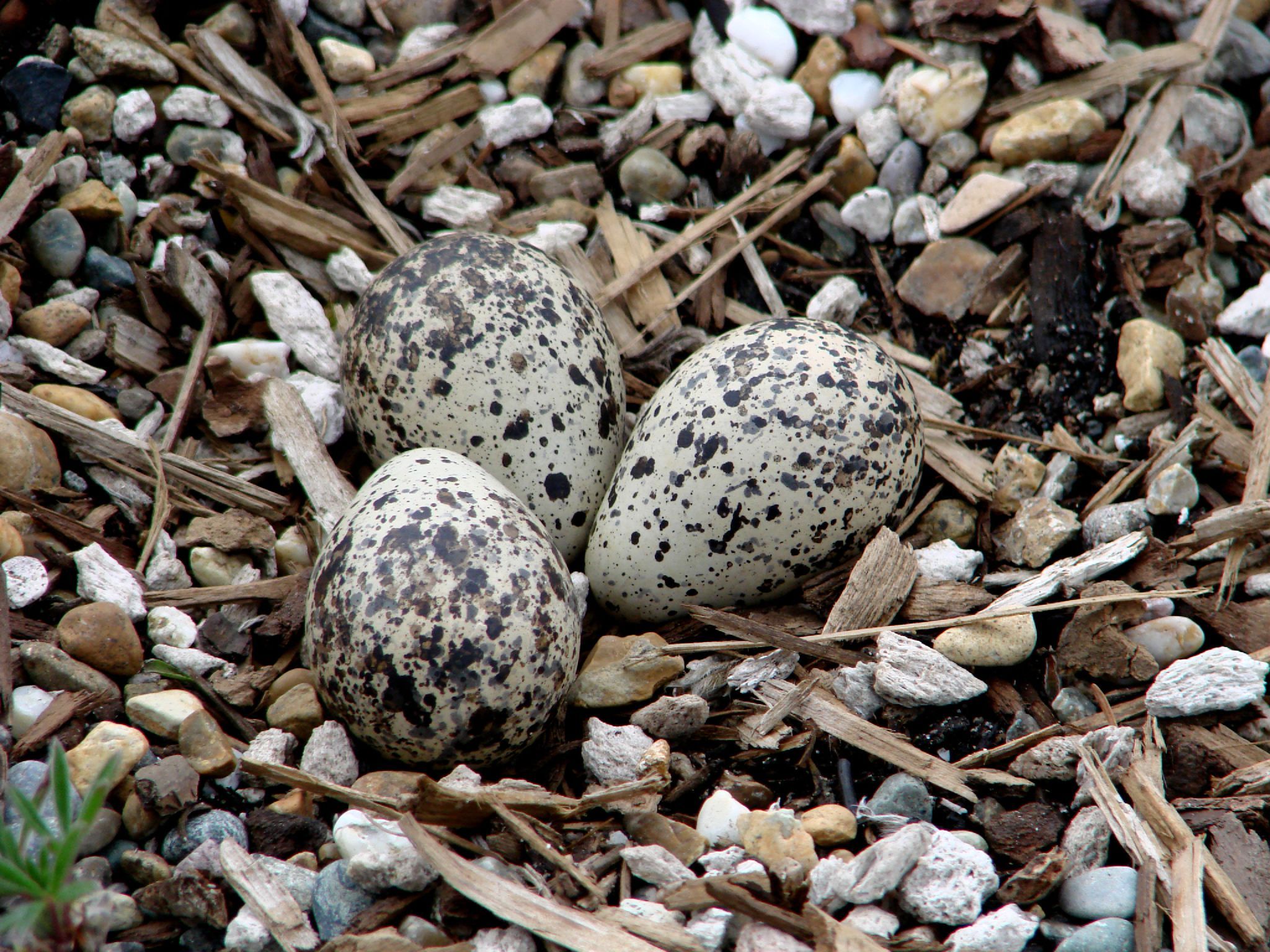 Killdeer Eggs Wallpapers - Wallpaper Cave