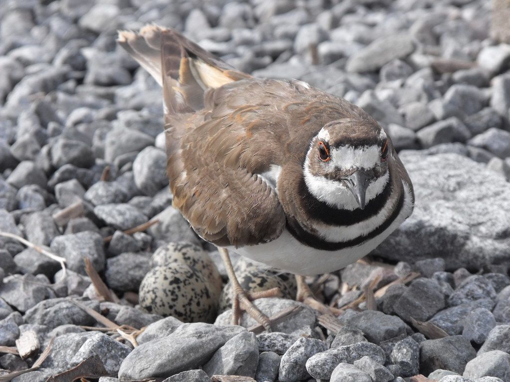 Killdeer Eggs Wallpapers Wallpaper Cave 3705