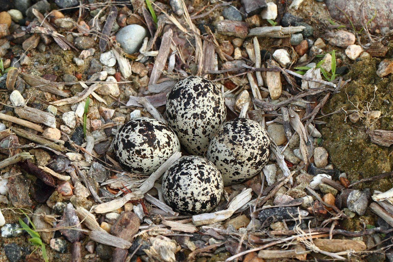 Killdeer Eggs Wallpapers Wallpaper Cave 1936