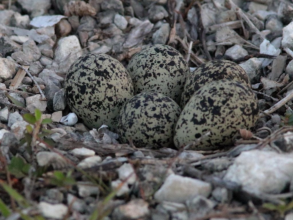 Killdeer Eggs Wallpapers Wallpaper Cave 2757