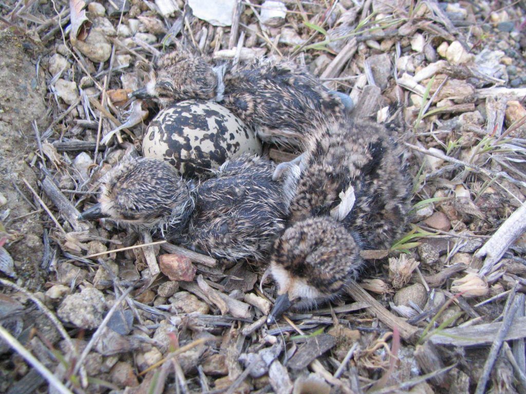 Killdeer Eggs Wallpapers Wallpaper Cave 4190