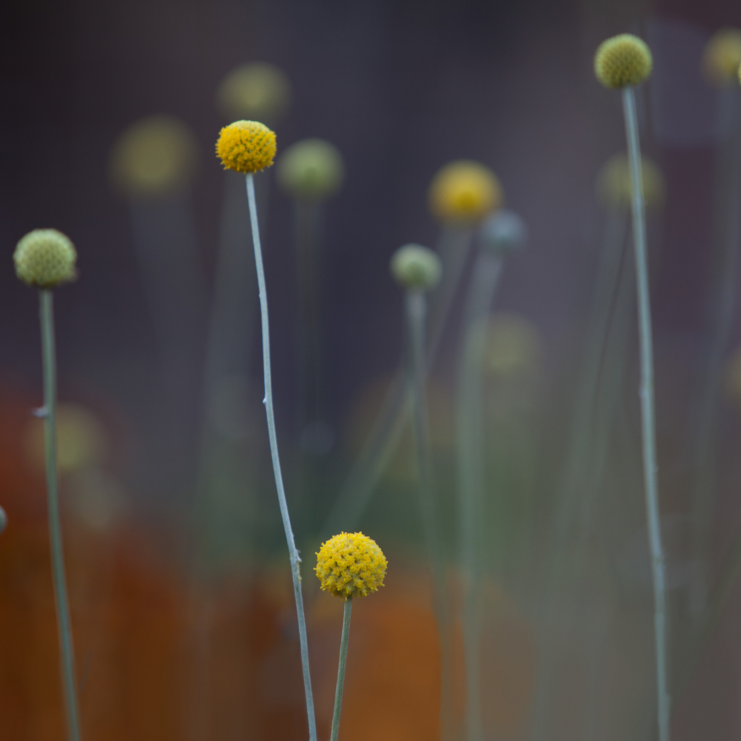 Official iPhone Wallpapers - Wallpaper Cave