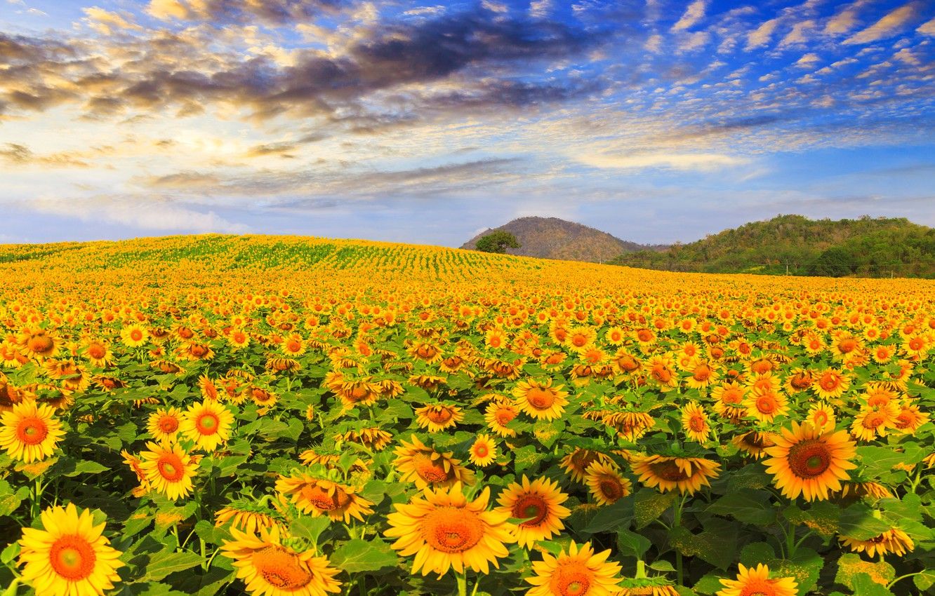 Sunflowers Summer Wallpapers - Wallpaper Cave
