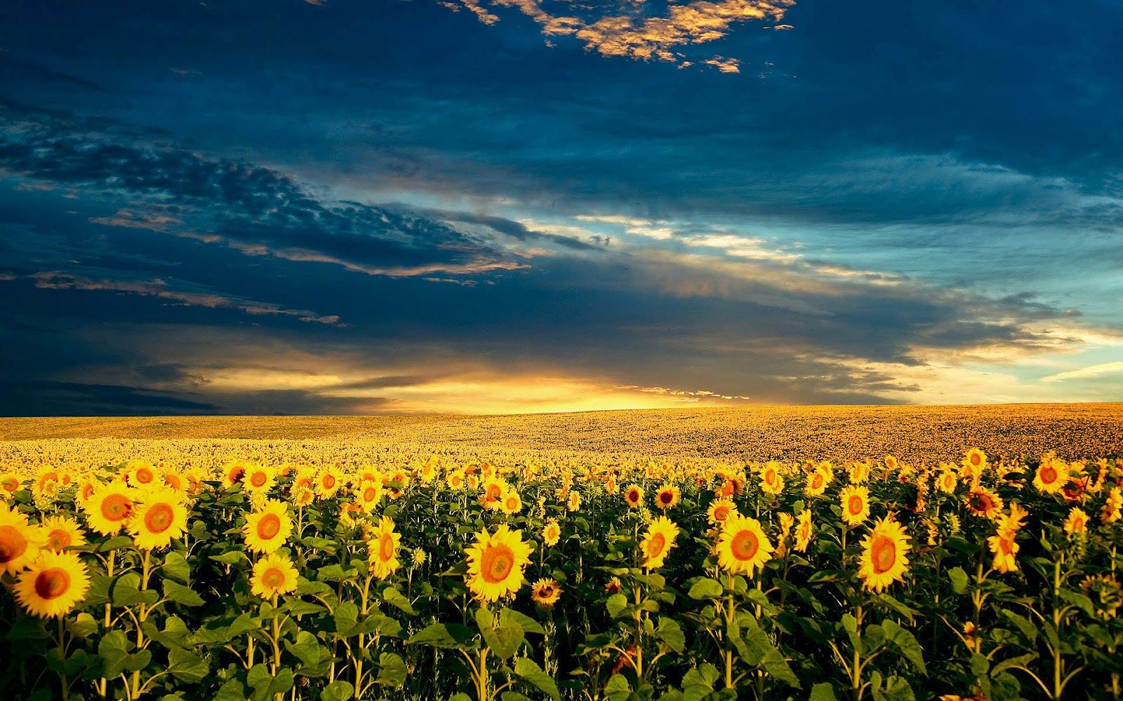 Sunflowers Summer Wallpapers - Wallpaper Cave