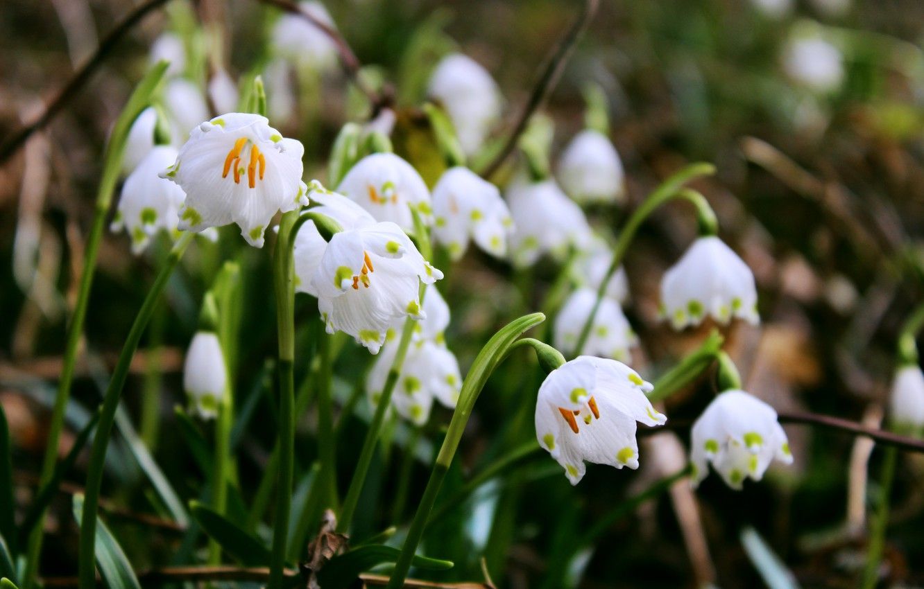 Spring Forest Flowers Wallpapers - Wallpaper Cave