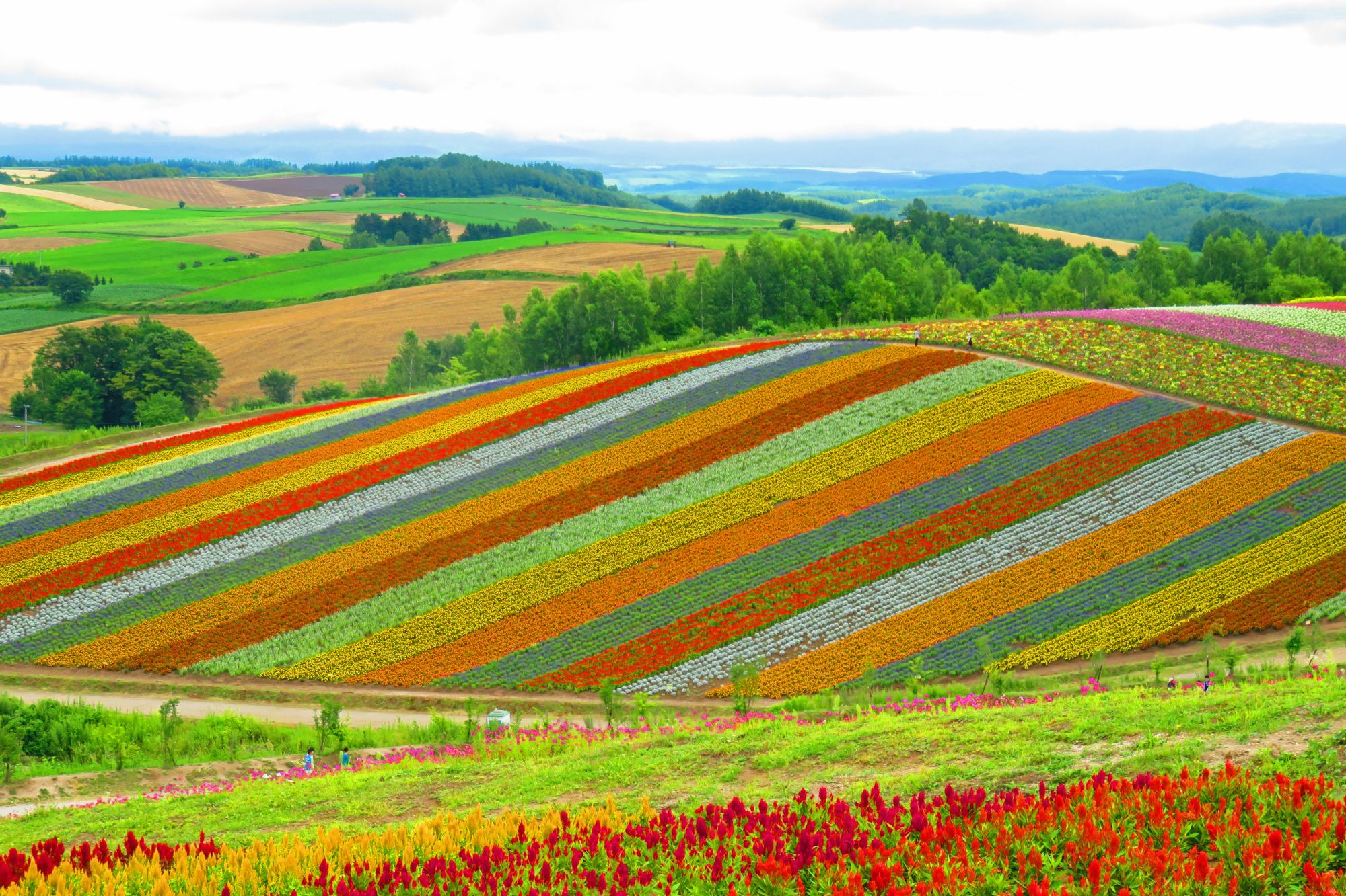 Shikisai No Oka Flower Garden Wallpapers - Wallpaper Cave