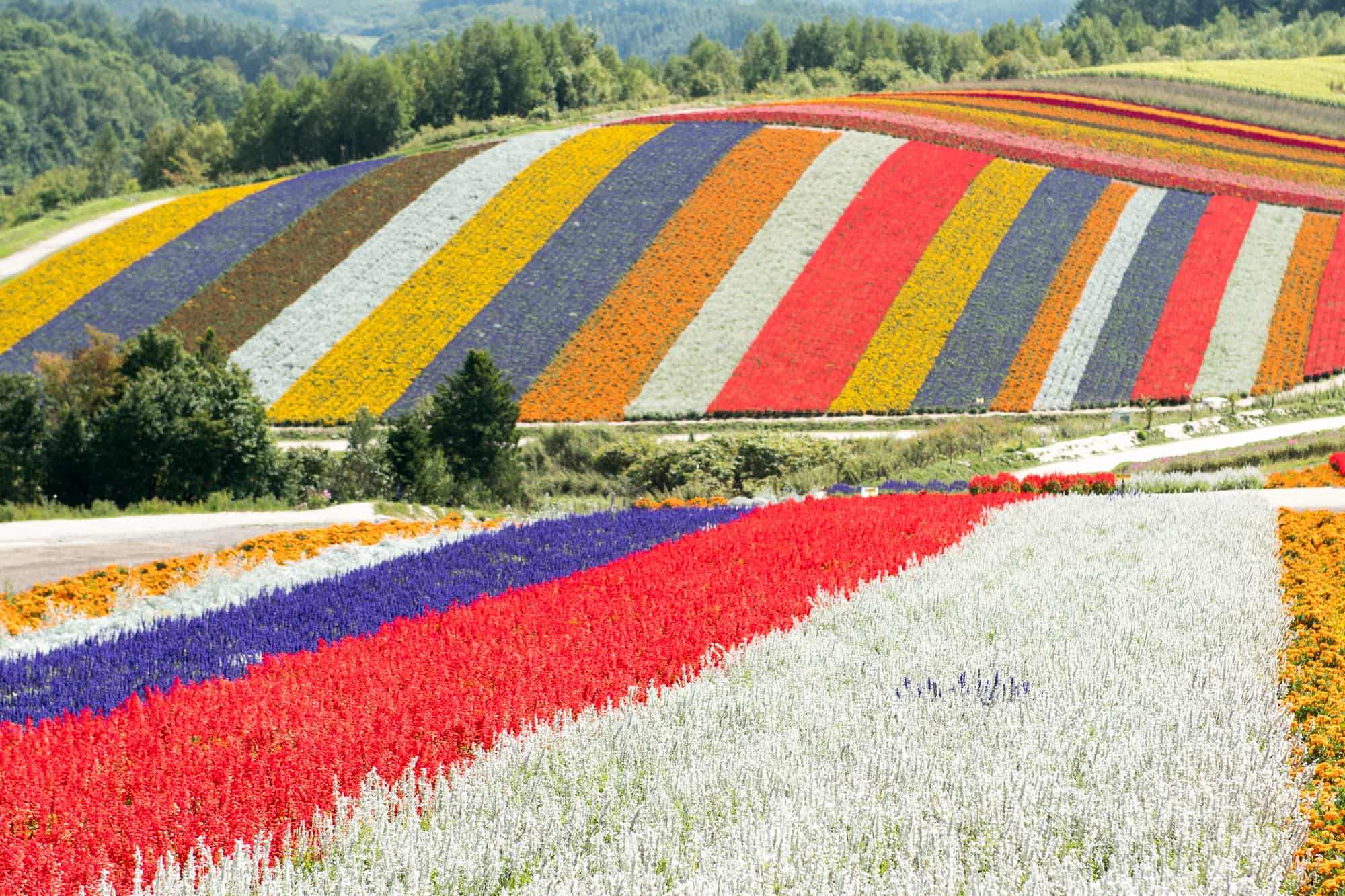 Shikisai No Oka Flower Garden Wallpapers - Wallpaper Cave