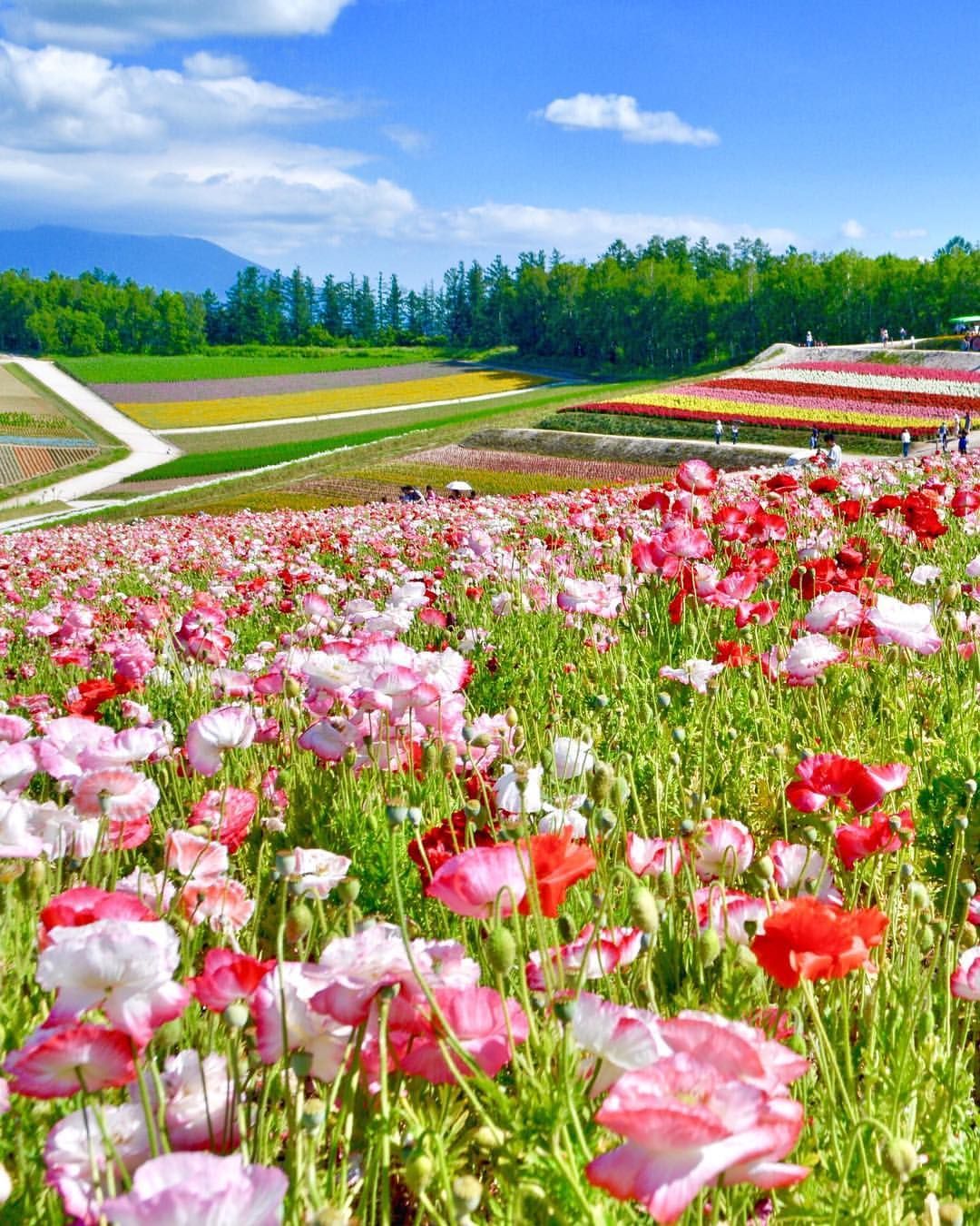 Shikisai No Oka Flower Garden Wallpapers - Wallpaper Cave