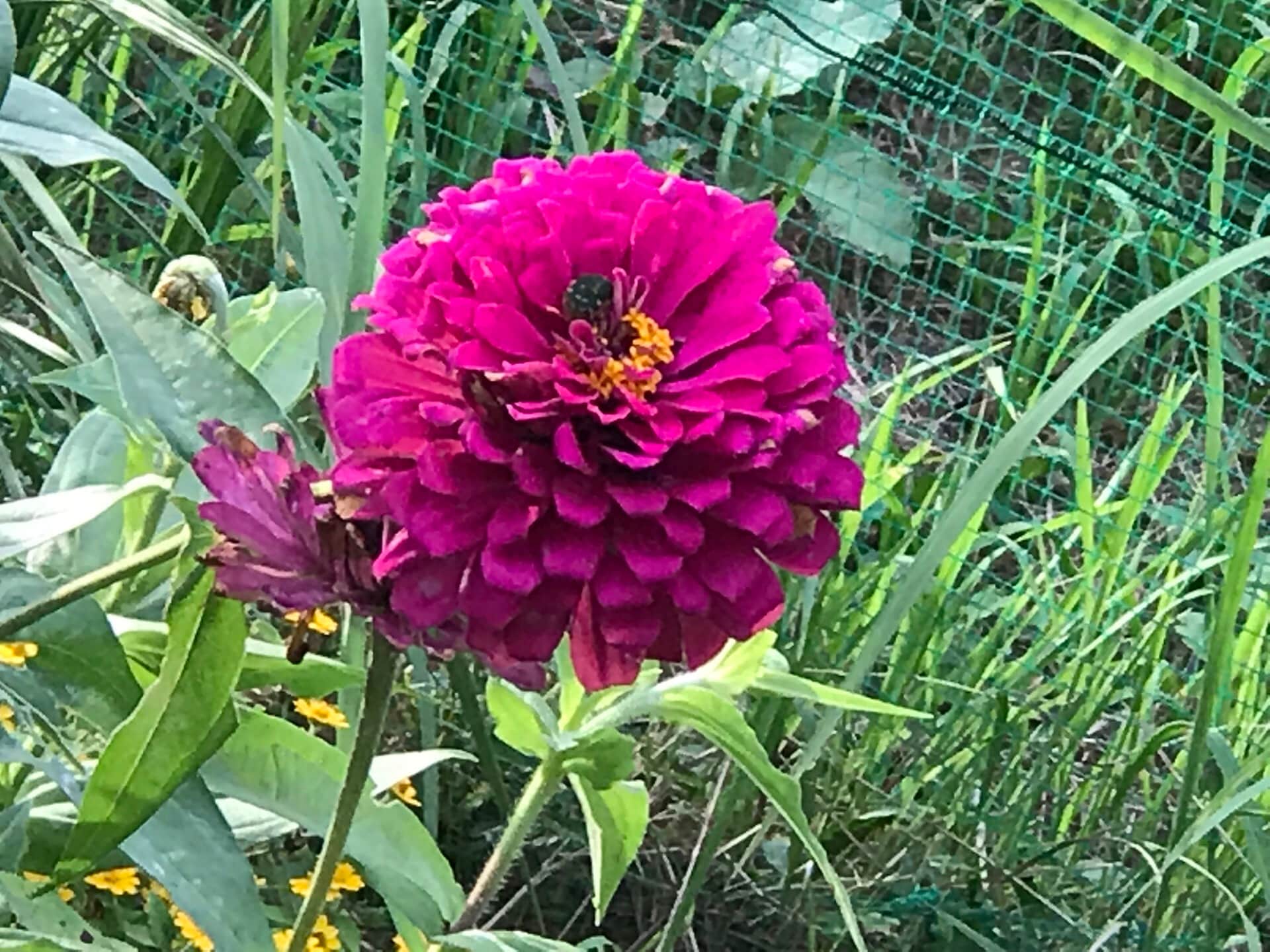 Shikisai No Oka Flower Garden Wallpapers - Wallpaper Cave