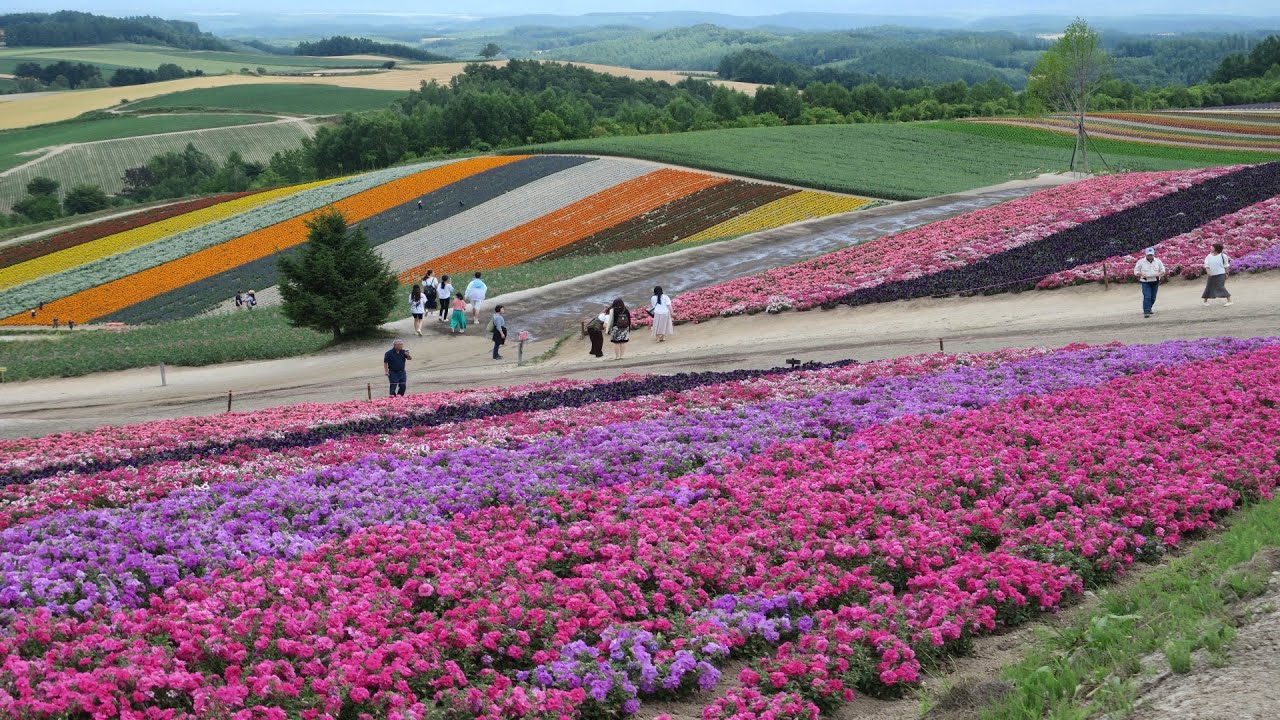 Shikisai No Oka Flower Garden Wallpapers - Wallpaper Cave