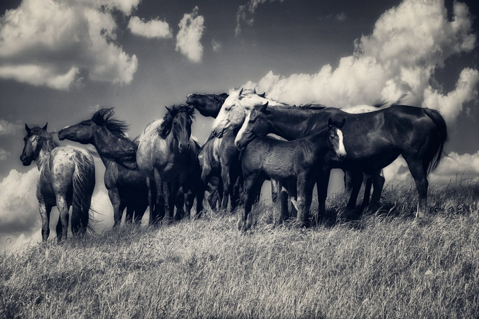 Black Wild Horses Wallpapers - Wallpaper Cave
