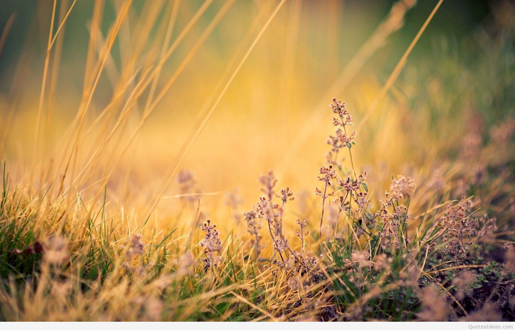 Wild Summer Wallpapers - Wallpaper Cave