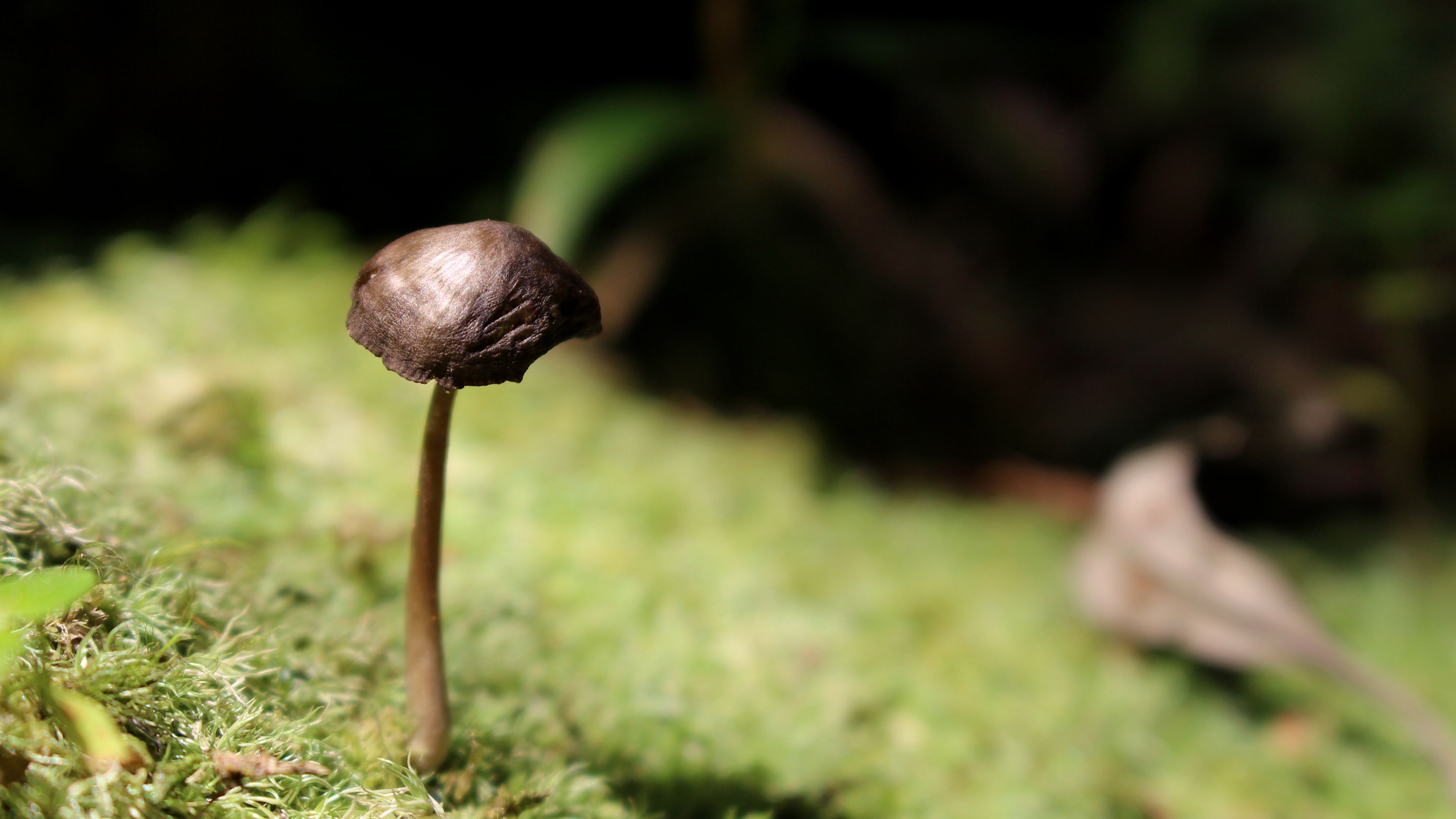 Mushroom Animals Wallpapers - Wallpaper Cave