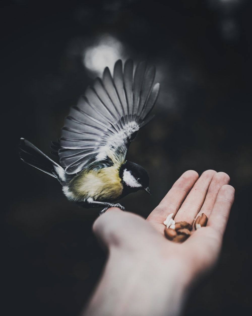 Bird On Hand Wallpapers - Wallpaper Cave