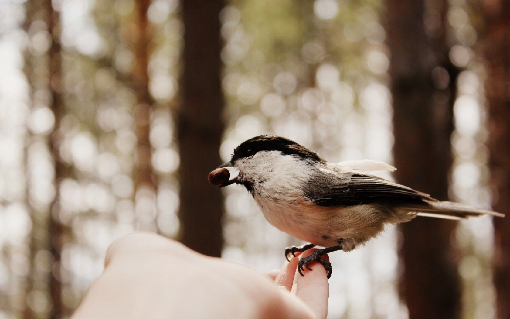 Bird On Hand Wallpapers - Wallpaper Cave