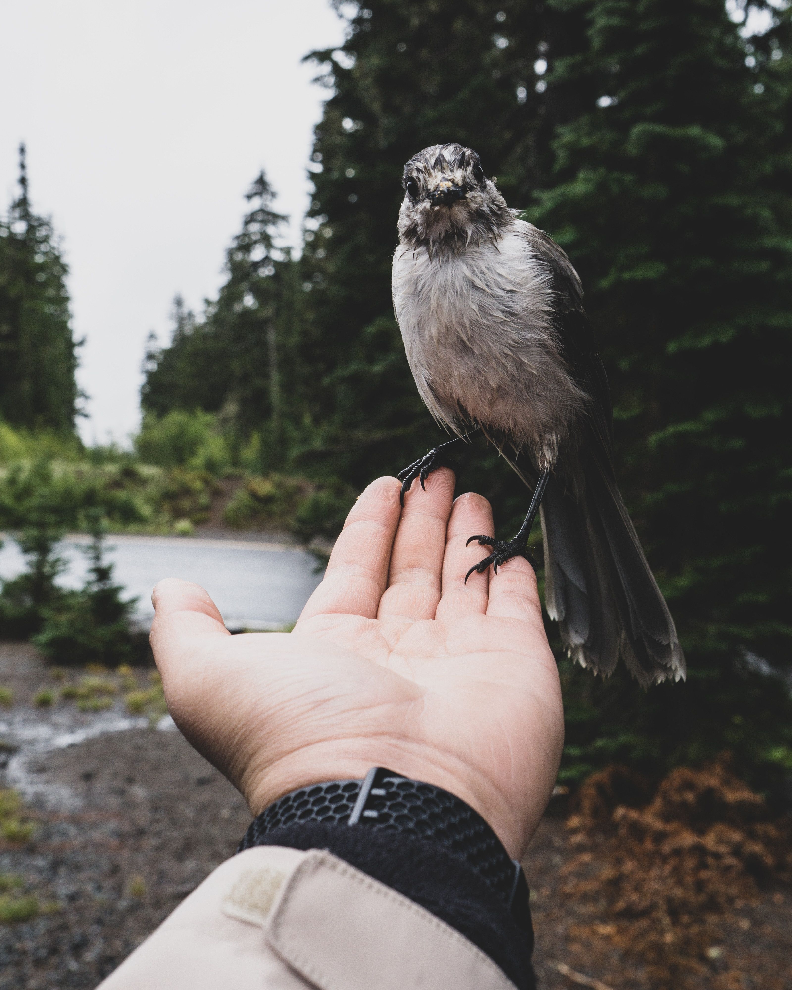 Bird On Hand Wallpapers - Wallpaper Cave
