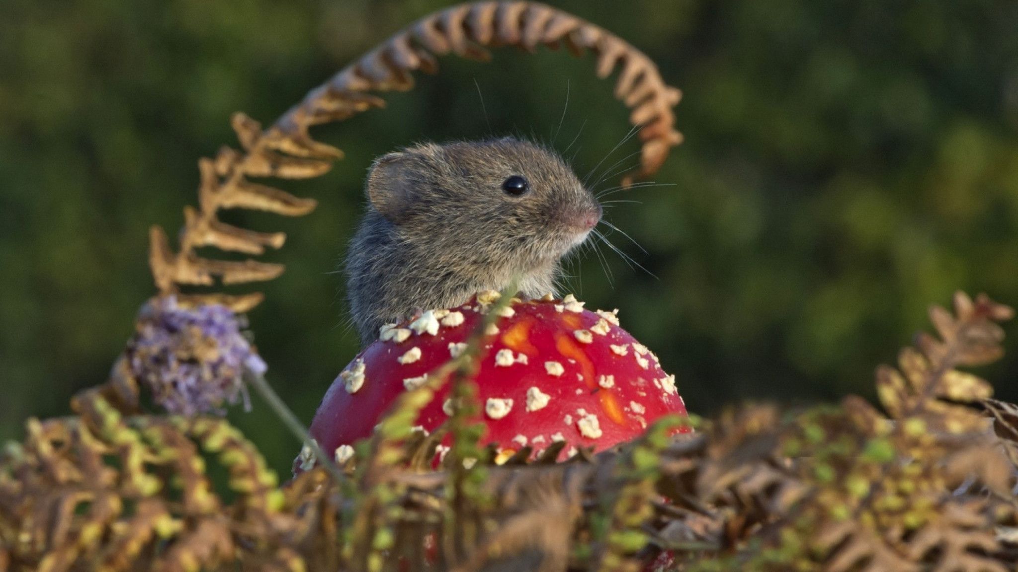 Mushroom Animals Wallpapers - Wallpaper Cave