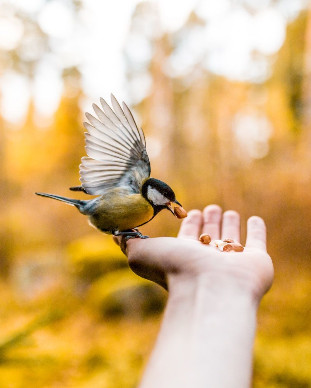 Bird On Hand Wallpapers - Wallpaper Cave
